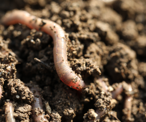 Section 1: Vermicomposting- What It Is, How It Works, And Why It ...